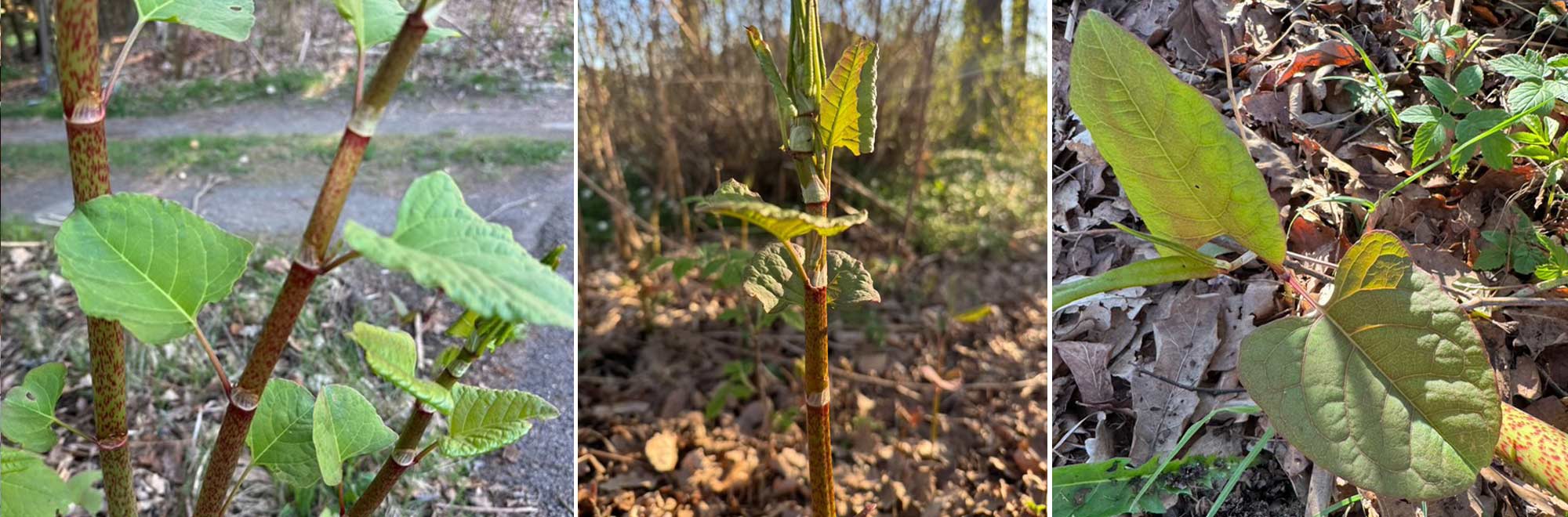 Parkslide – så bekämpar du den invasiva växten innan den tar över