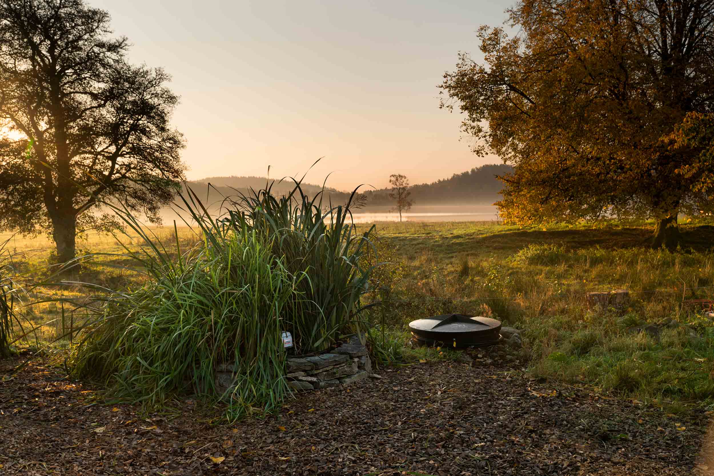 Så renar du eget avlopp med vackra vassväxter